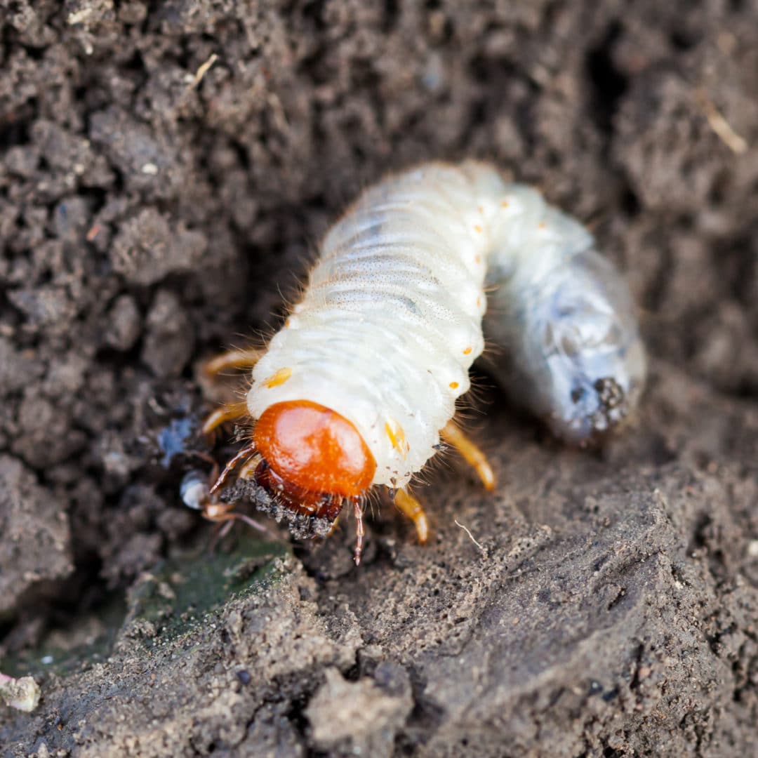 Six Most Common Lawn Pests - Cardinal Lawns Six Most Common Lawn Pests - Cardinal Lawns